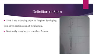 Plant stem | PPTX