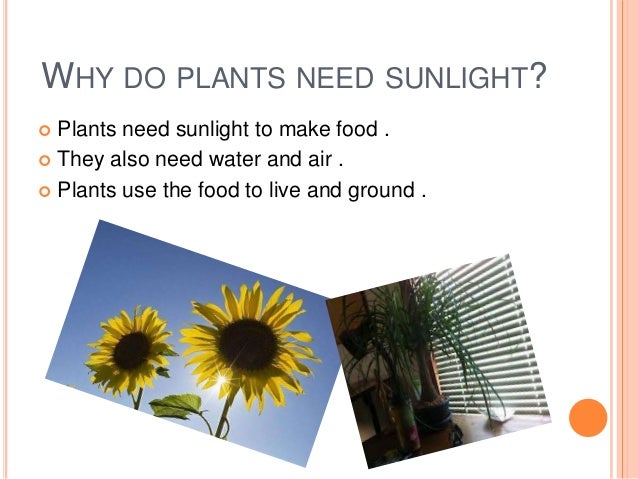 Plants teresa and laura s