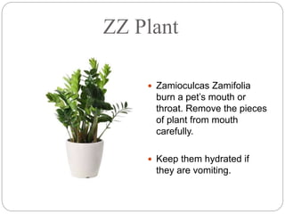 Plants that are Toxic for Pets | PPTX