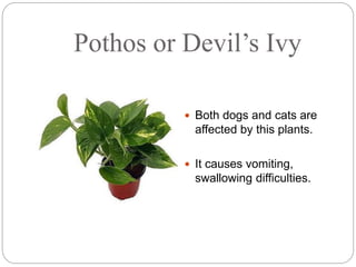 Plants that are Toxic for Pets | PPTX