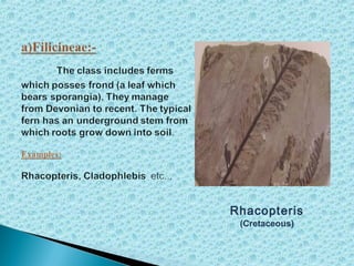 Plants through geological age | PPT