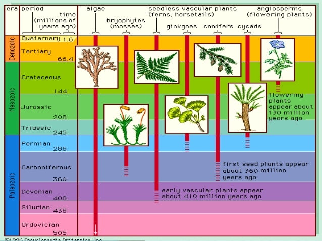 Plants through geological age