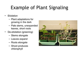 Plant stimuli and growth | PPT