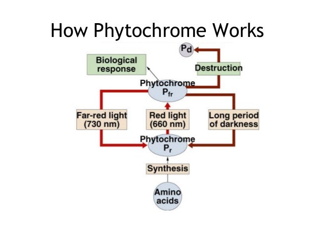 Plant stimuli and growth