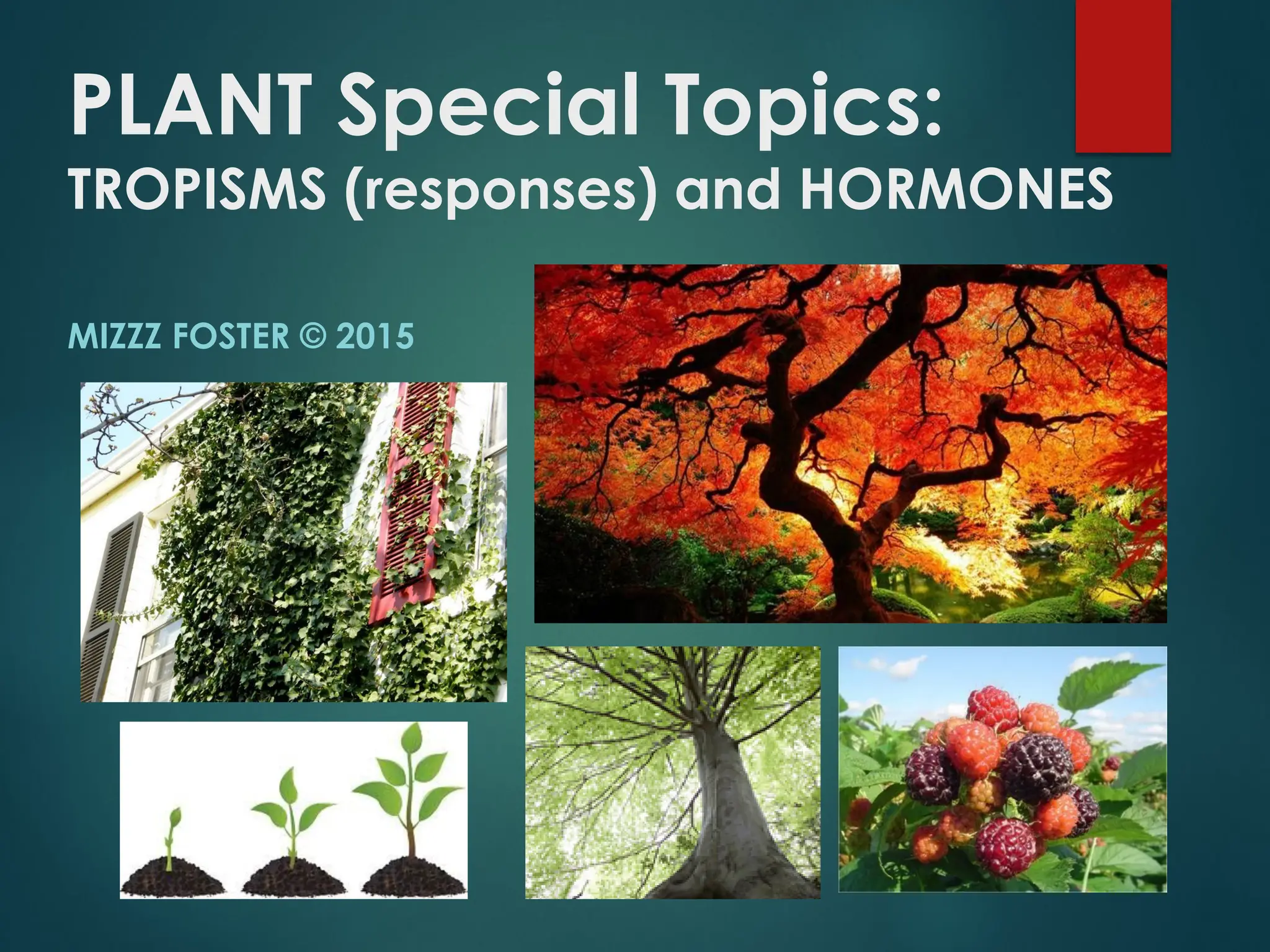 Plants Tropisms, Hormones Power Point.pptx.pdf