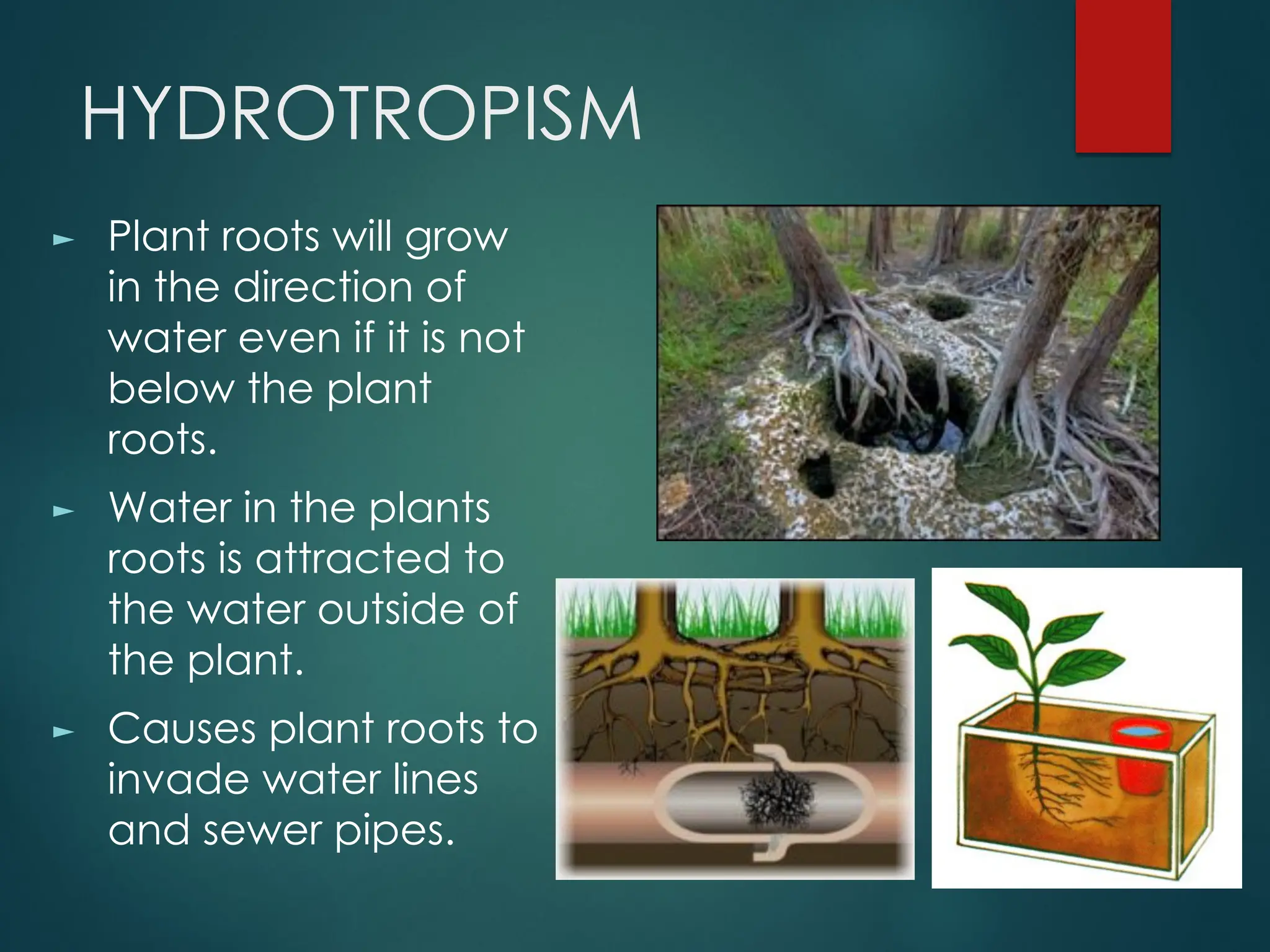 Plants Tropisms, Hormones Power Point.pptx.pdf