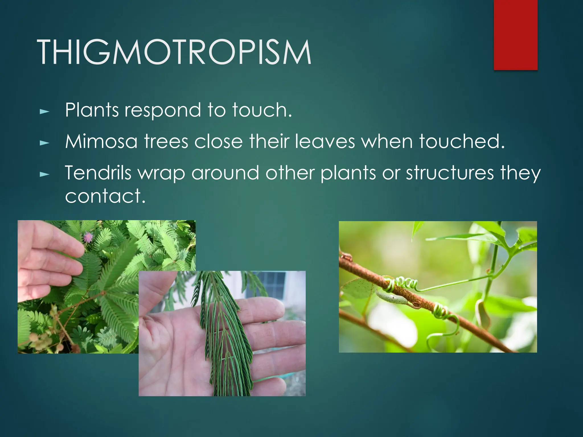 Plants Tropisms, Hormones Power Point.pptx.pdf