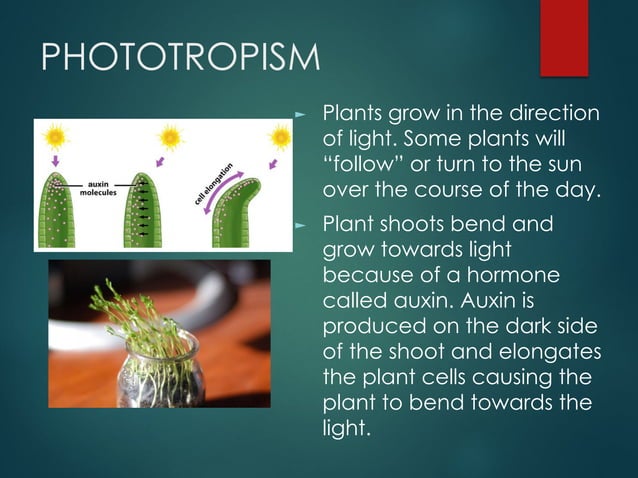 Plants Tropisms, Hormones Power Point.pptx.pdf