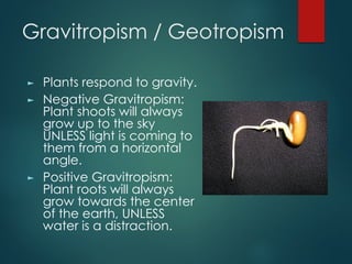 Plants Tropisms, Hormones Power Point.pptx.pdf