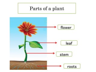 Plant structure | PPTX