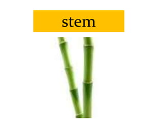 Plant structure | PPTX