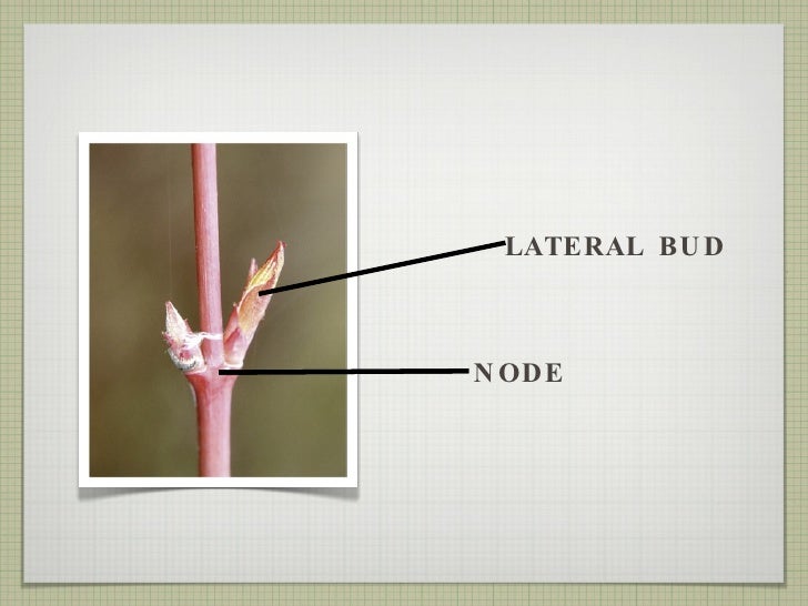 Plant Structure and Function