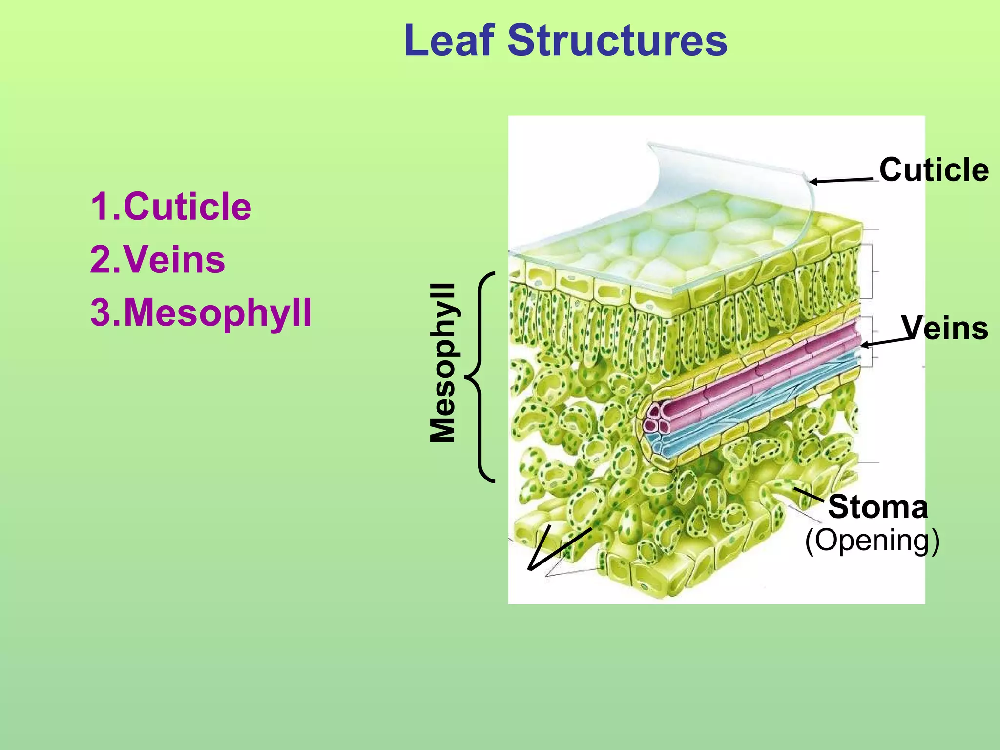 Plant structure adaptations and responses | PPT