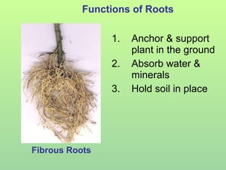 Plant structure adaptations and responses | PPT