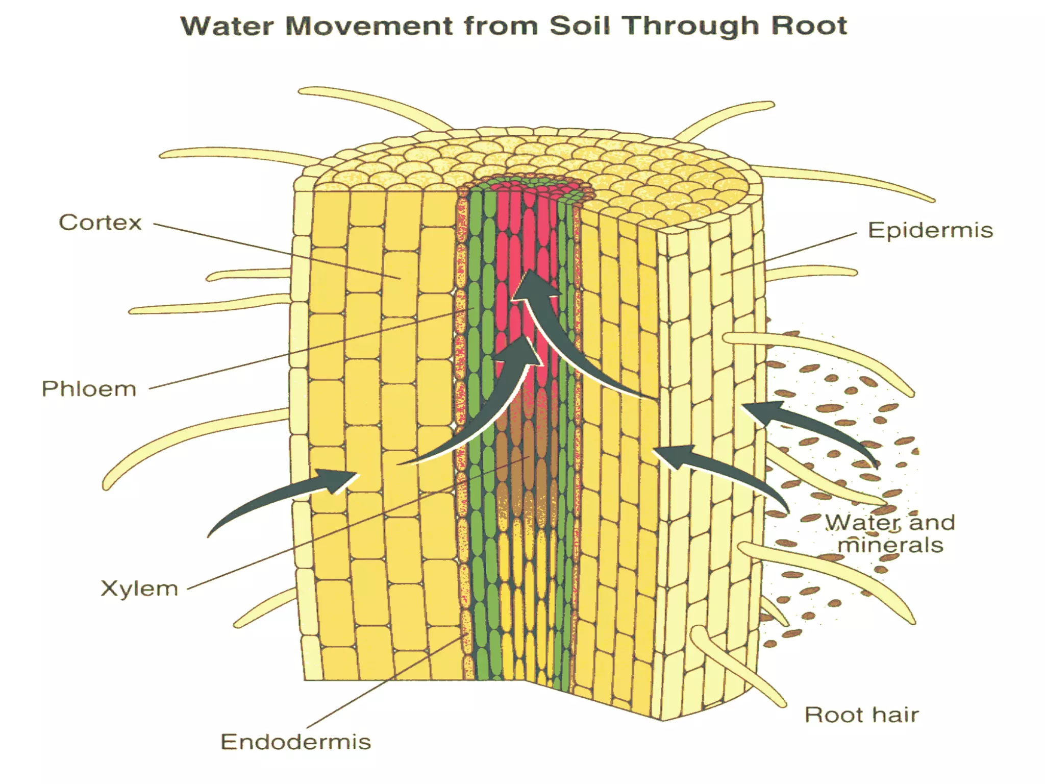 Plant structure and function | PPT