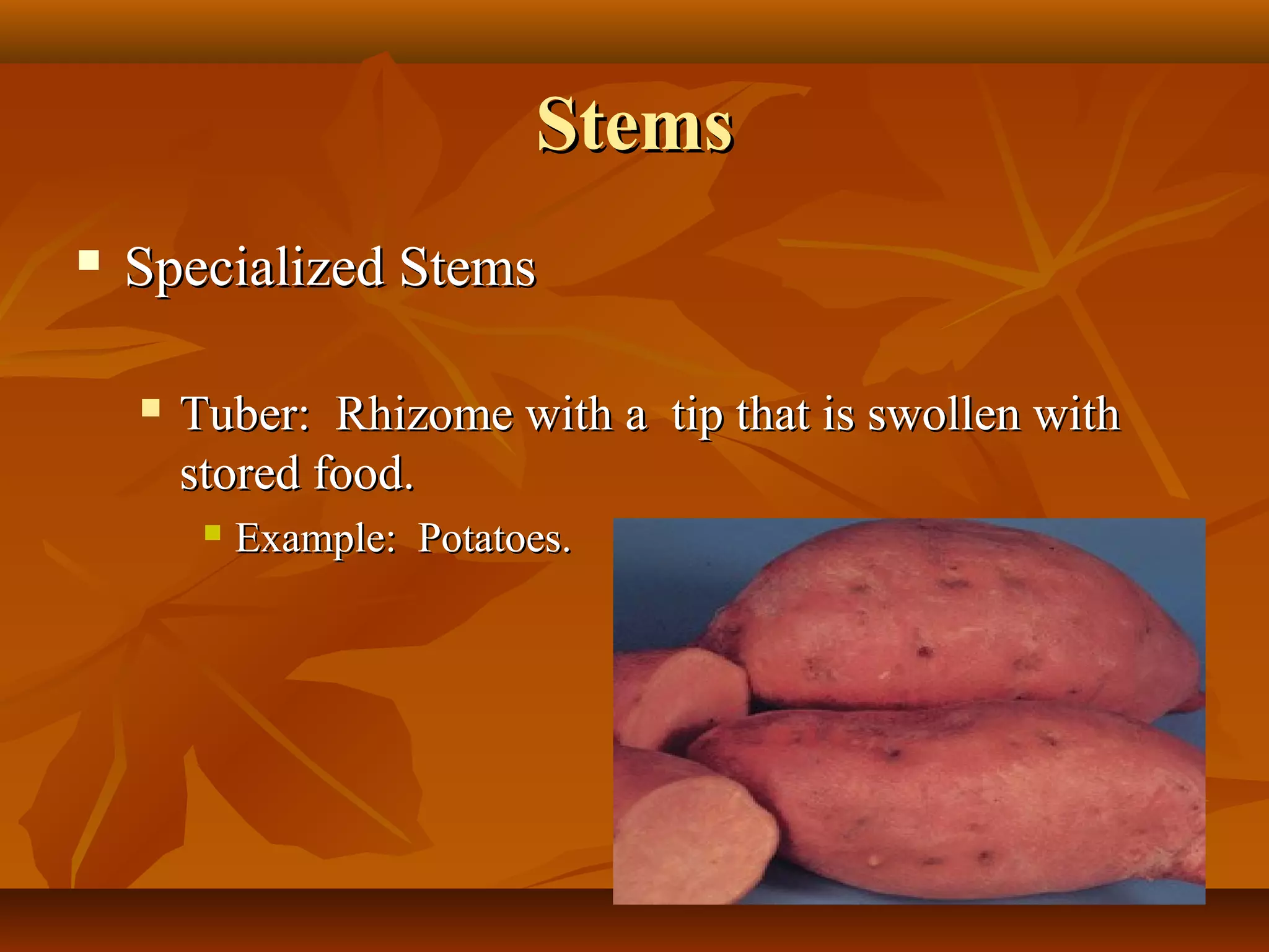 Plant structure and function | PPT