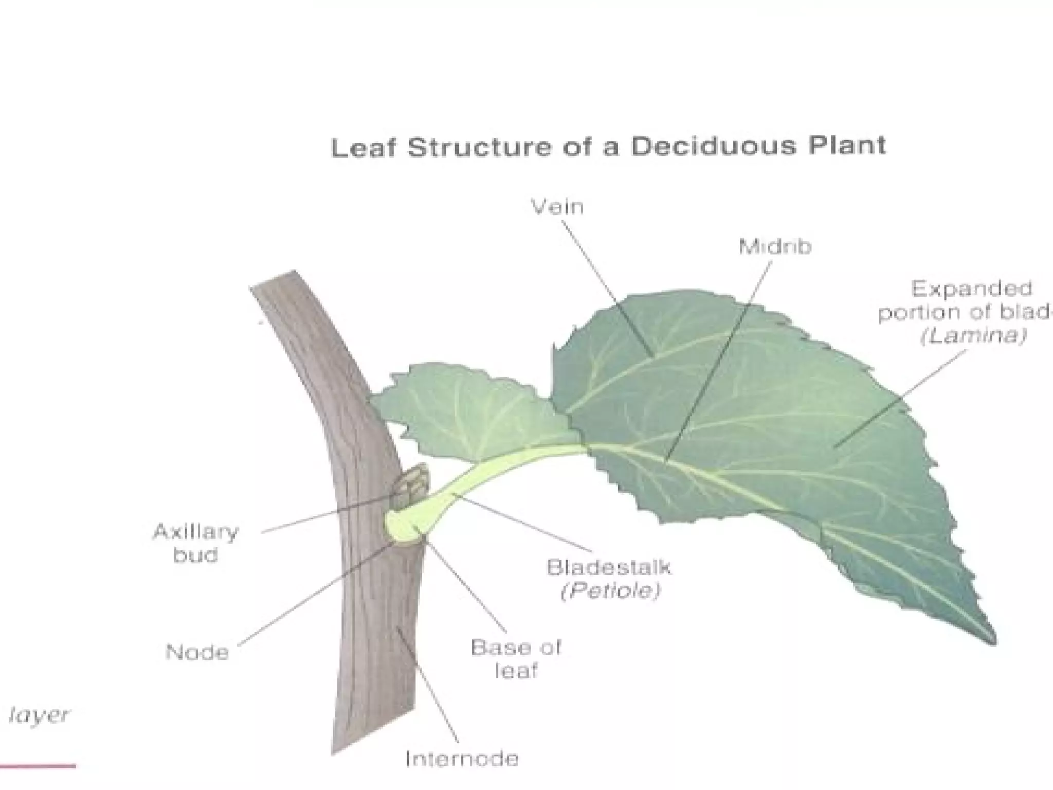 Plant structure and function | PPT