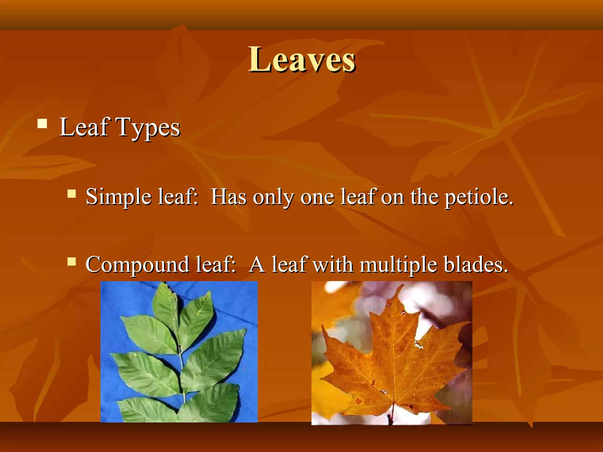 Plant structure and function | PPT