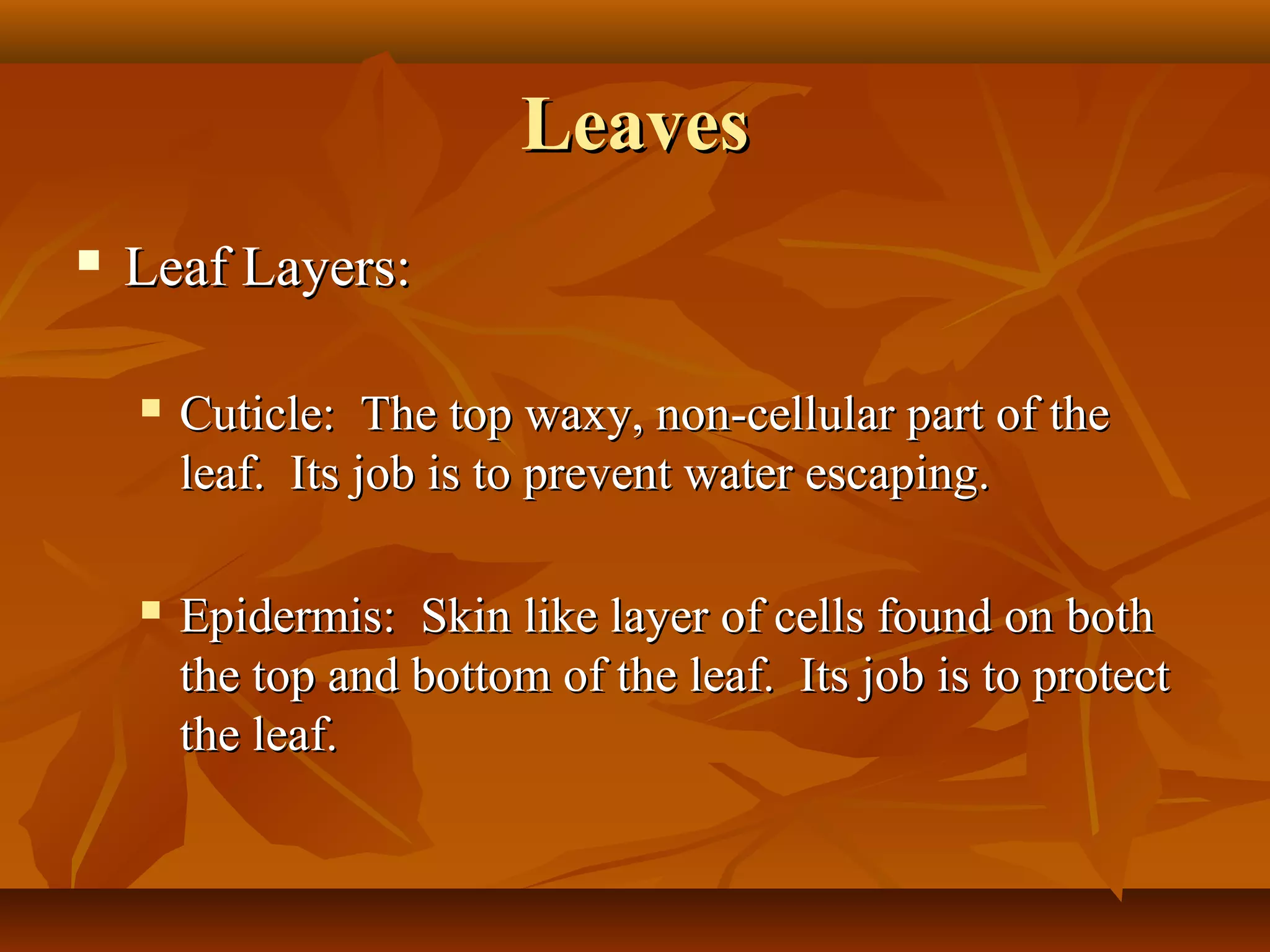 Plant structure and function | PPT