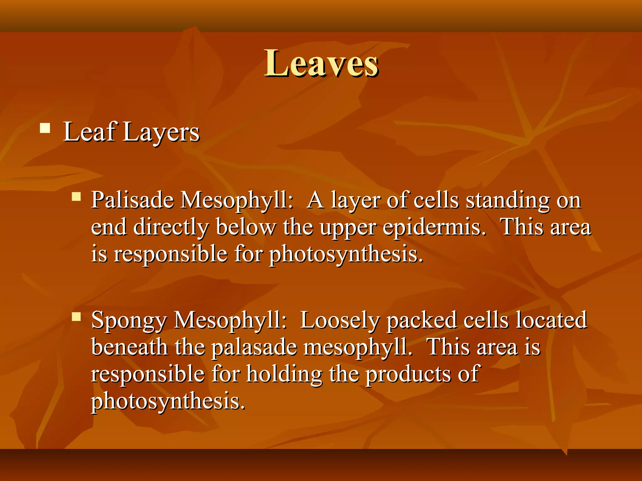 Plant structure and function | PPT