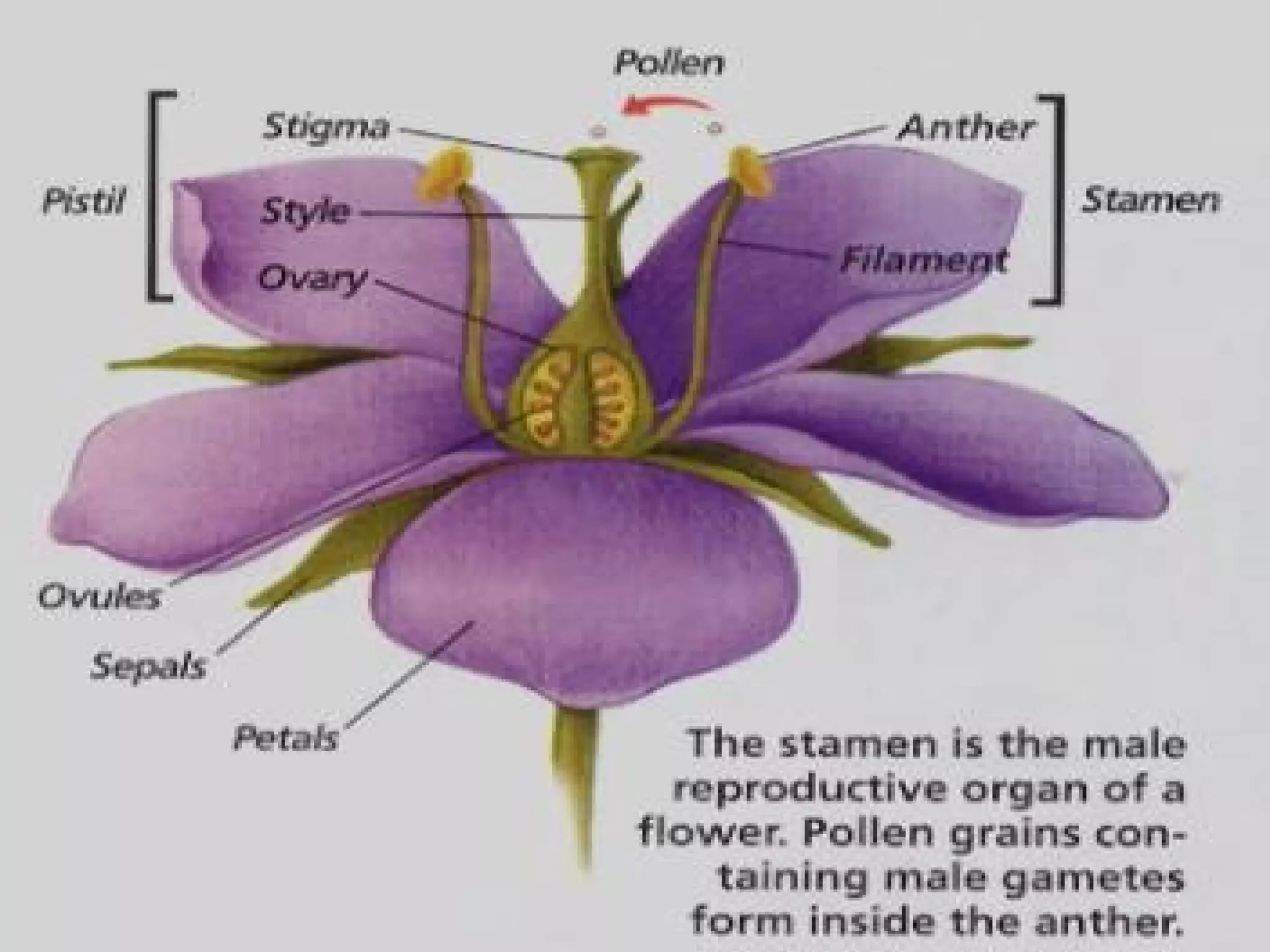 Plant structure and function | PPT