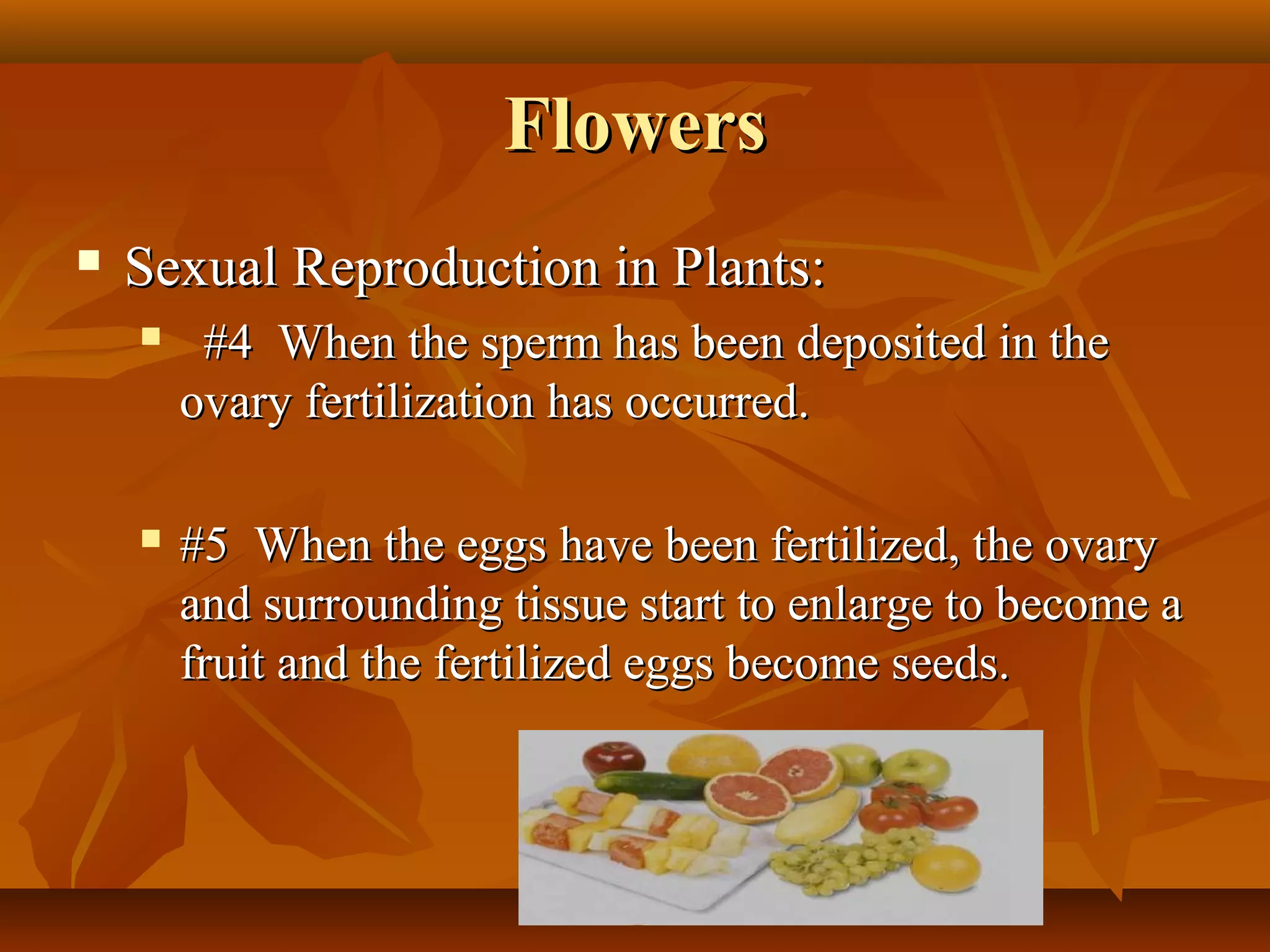 Plant Structure And Function Ppt
