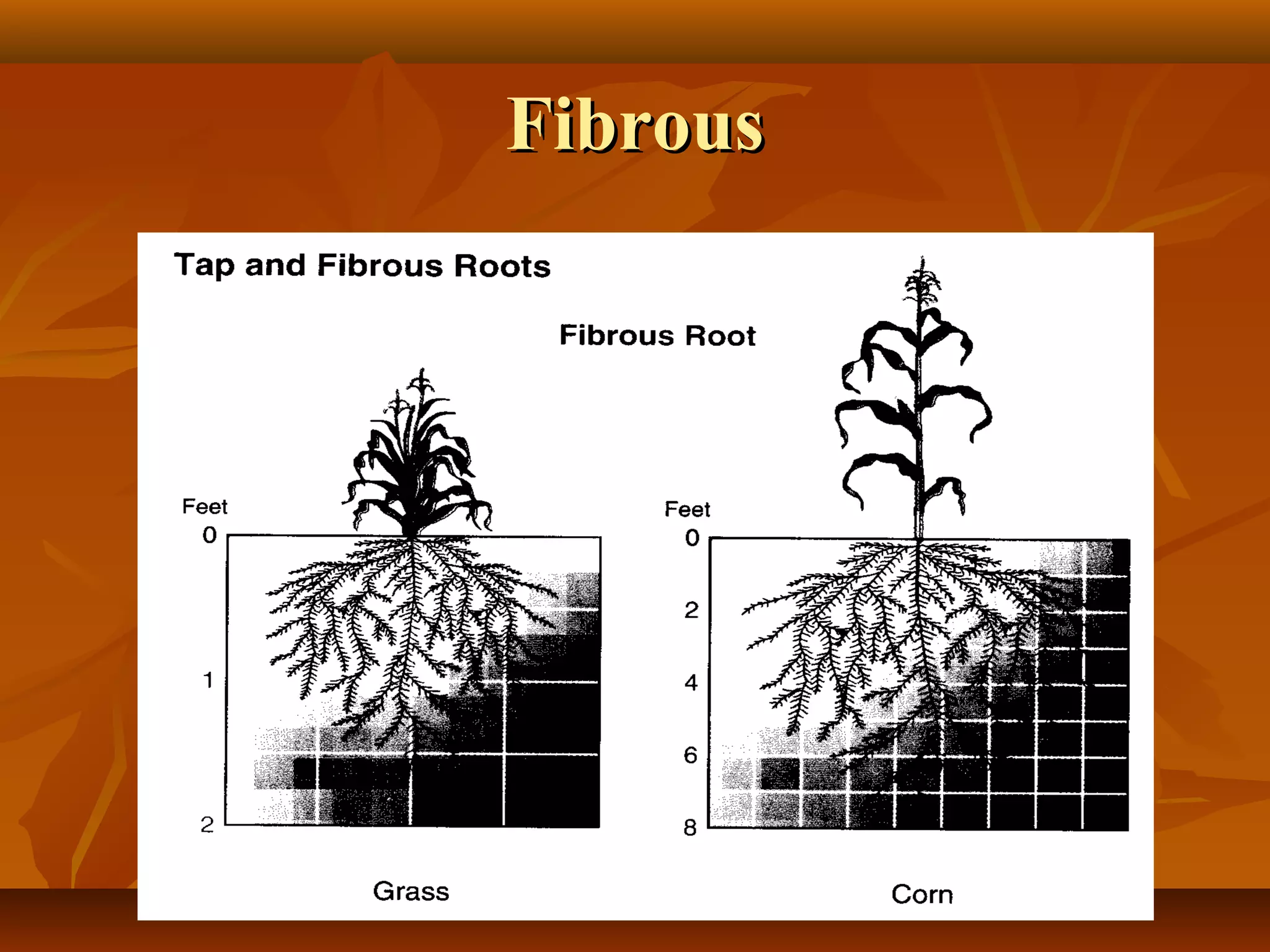Plant structure and function | PPT