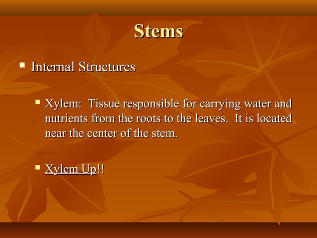 Plant Structure And Function Ppt