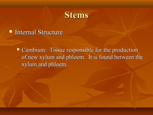Plant structure and function | PPT