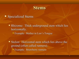 Plant structure and function | PPT