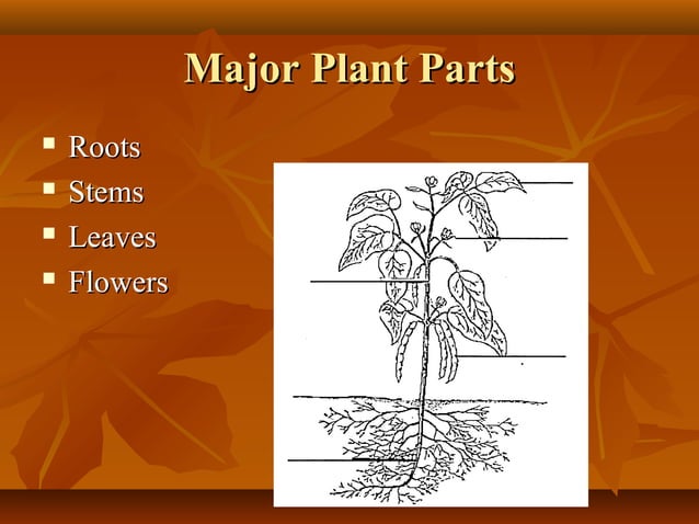 Plant structure and function | PPT
