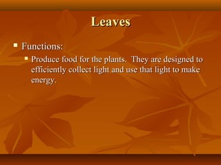 Plant structure and function | PPT