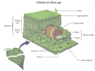 Plant structure and function | PPT