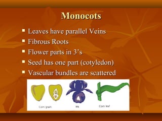 Plant structure and function | PPT