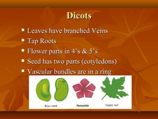 Plant structure and function | PPT