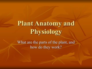 Ppt Plant Tissues Structure And Function Powerpoint
