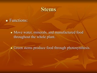 Plant Structure and Function.ppt