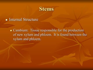 Plant Structure and Function.ppt