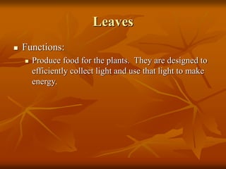 Plant Structure and Function.ppt