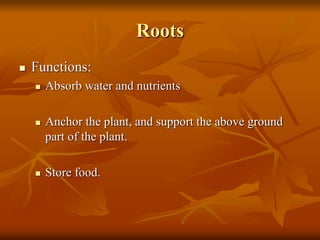 Plant Structure and Function.ppt