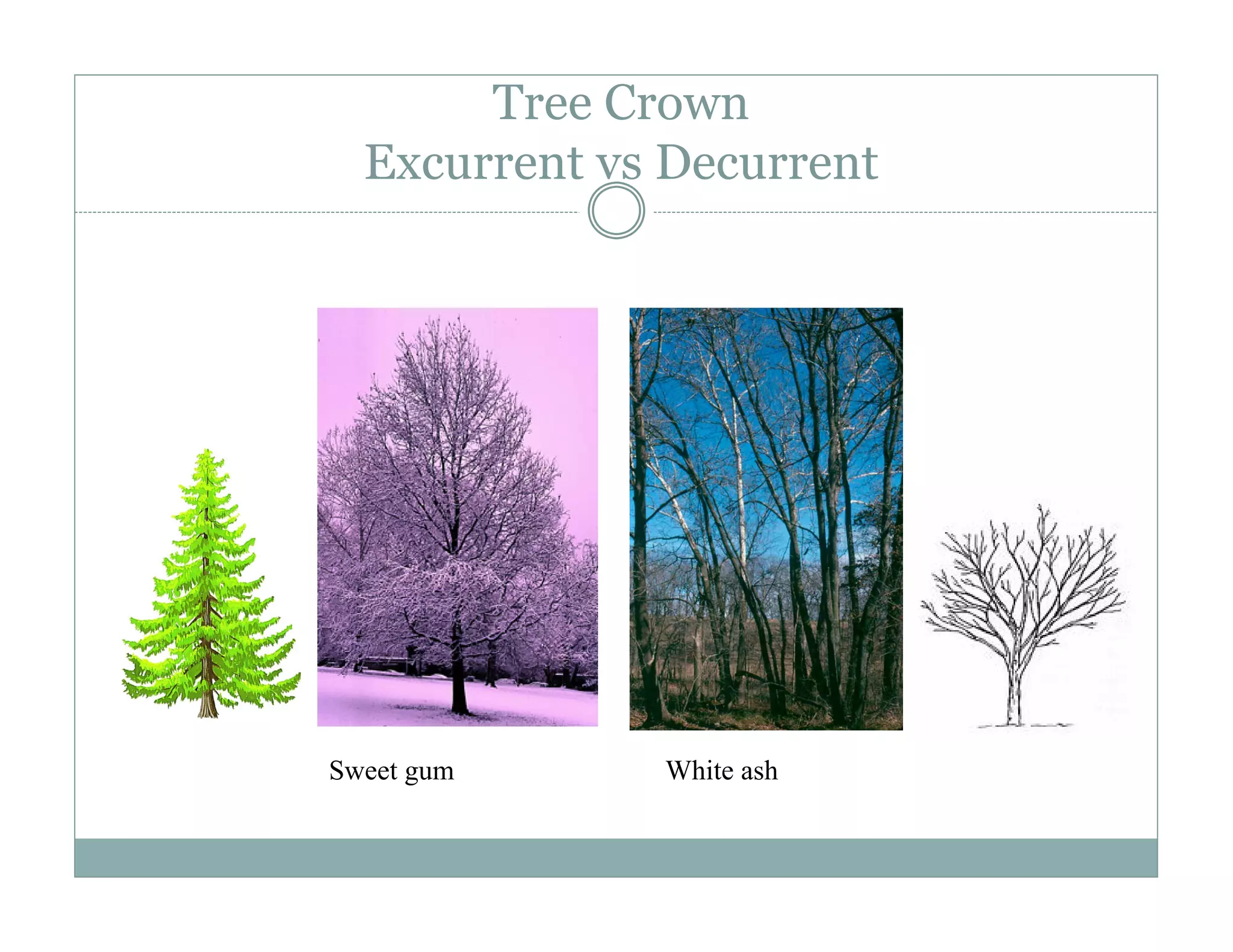 Plant Structure and Function (PDF).pdf
