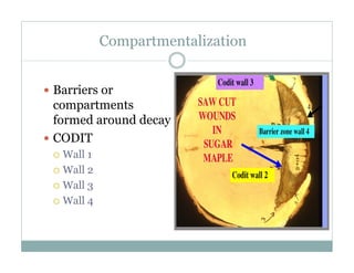 Plant Structure and Function (PDF).pdf