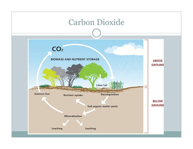 Plant Structure and Function (PDF).pdf
