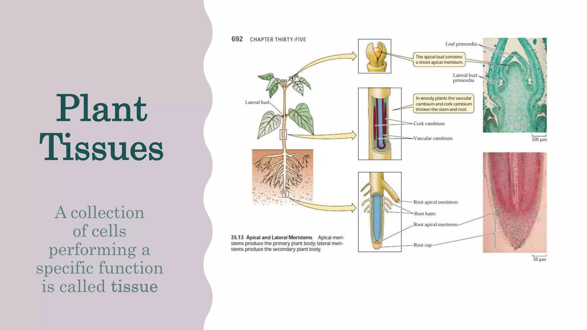 Plant Structure and Function Tissues Introduction.pptx