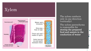 Plant Structure and Function Tissues Introduction.pptx