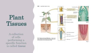 Plant Structure and Function Tissues Introduction.pptx