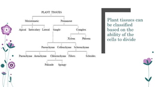 Plant Structure and Function Tissues Introduction.pptx