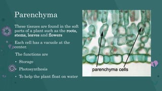 Plant Structure and Function Tissues Introduction.pptx