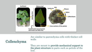 Plant Structure and Function Tissues Introduction.pptx