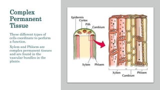Plant Structure and Function Tissues Introduction.pptx